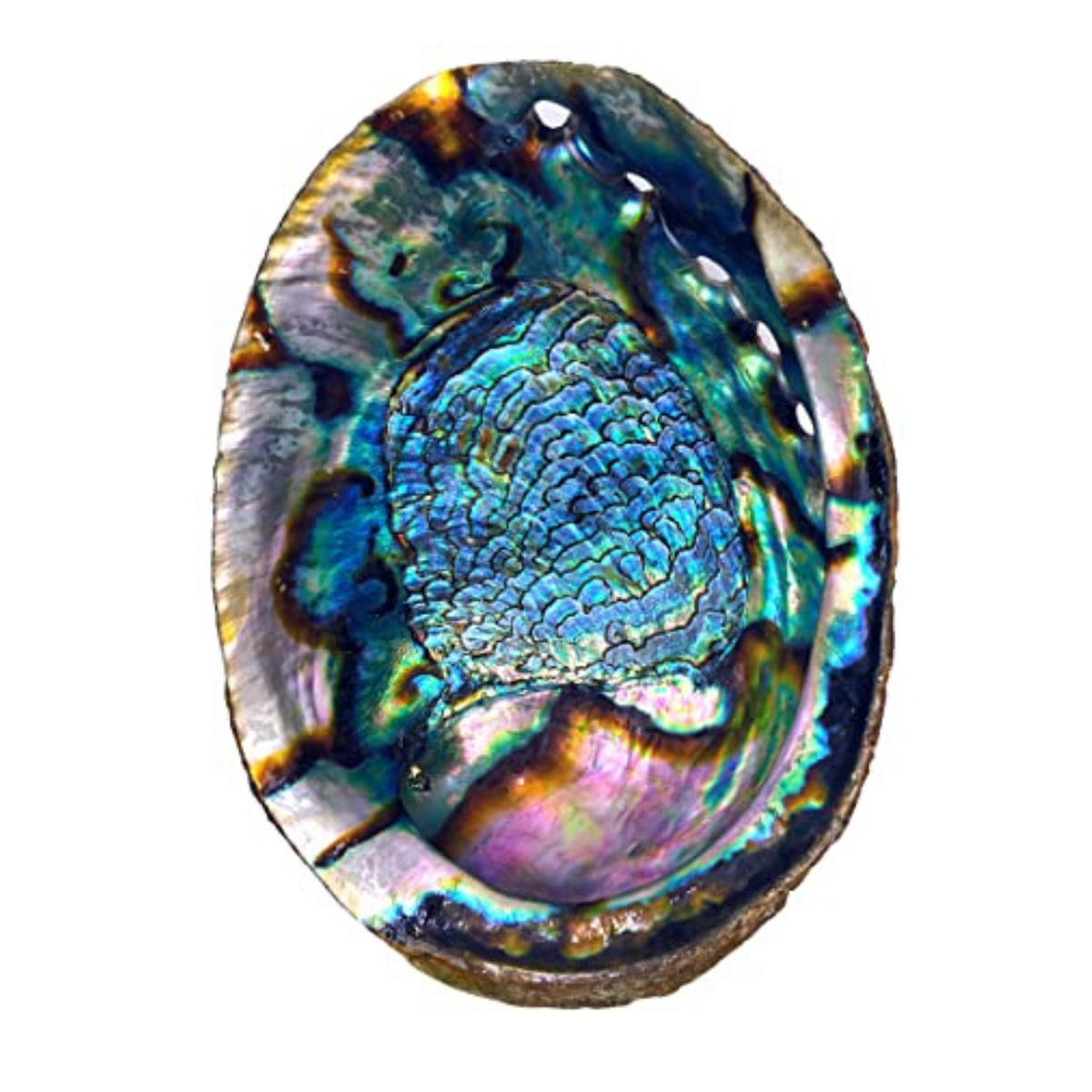 Abalone Shell (Large) – Sage & Stone Apothecary